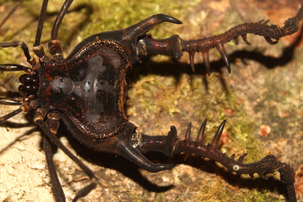 Sadocus asperatus from Cañete, Bío Bío, Chile on June 7, 2020 at 11:07 ...