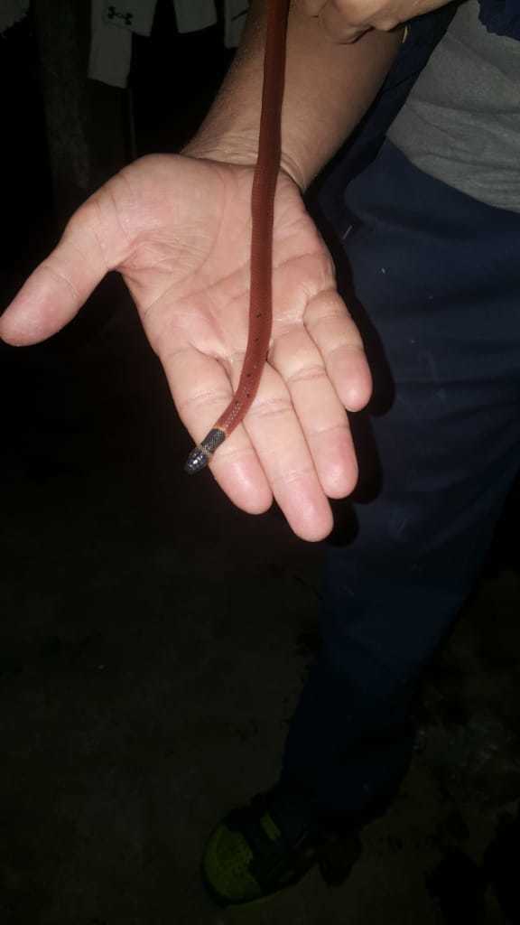 Red Coffee Snake from Guatemala on June 11, 2020 at 08:20 PM by Galindo ...