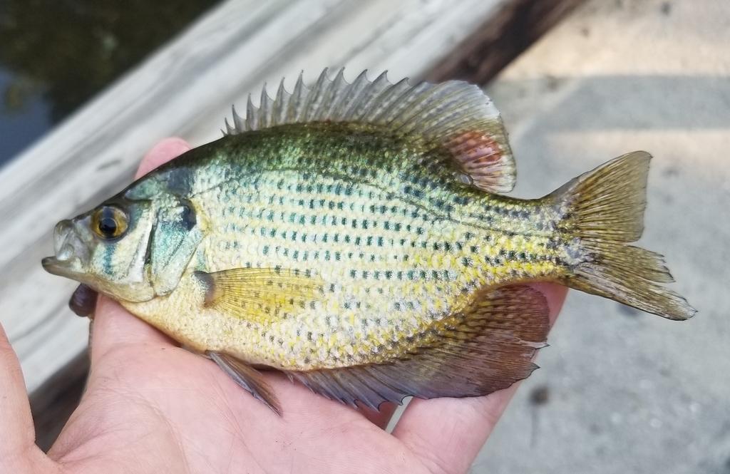 Flier from Wayne County, MO, USA on June 11, 2020 at 06:14 PM by Cody ...