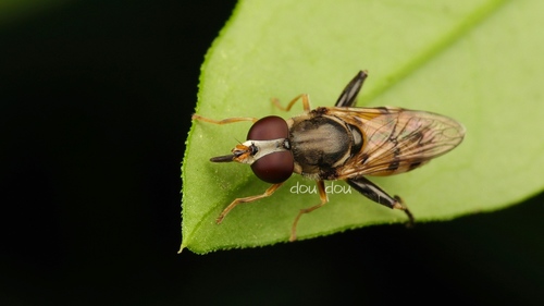 género Rhinotropidia · iNaturalist Ecuador