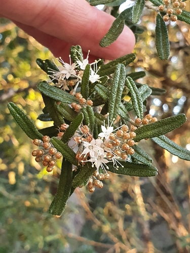 Subspecies Phebalium squamulosum verrucosum · iNaturalist