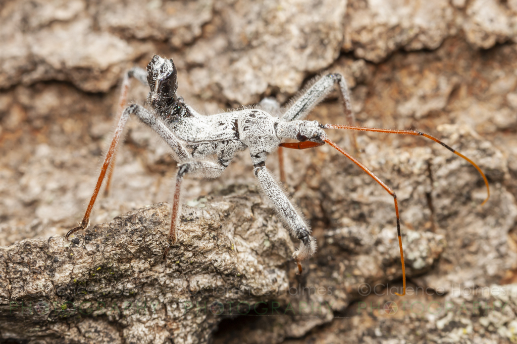 North American Wheel Bug from One Eleven Ranch Park, Garland, TX, USA ...