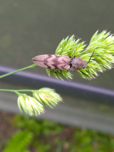 Diacanthous undulatus · iNaturalist