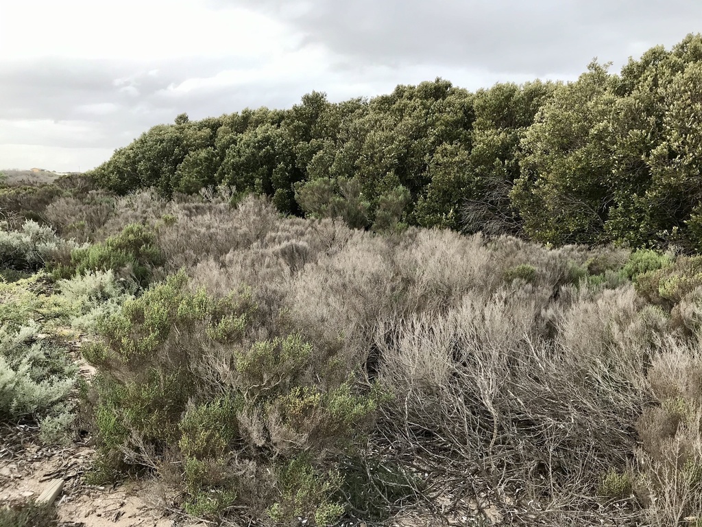 Shrubby Glasswort from Thiselton Way, Denial Bay, SA, AU on May 30 ...