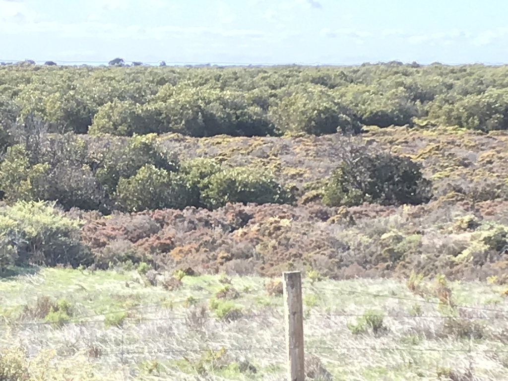 Shrubby Glasswort from Cape Bauer Road, Streaky Bay, SA, AU on May 28 ...
