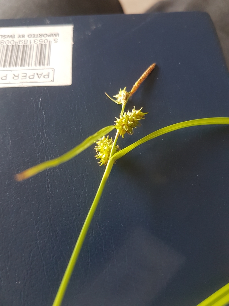 Common Yellow Sedge from Manchester, England, GB on June 12, 2020 at 03 ...