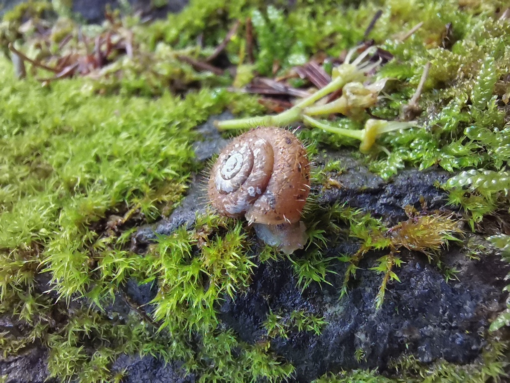 Furry Hair Snail from Reichenbachfall, 3860 Schattenhalb, Svizzera on ...