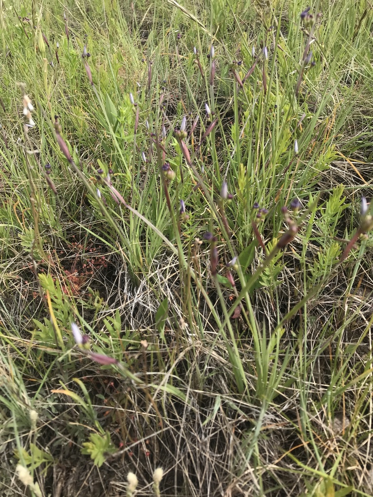 prairie blue-eyed grass from Highway 29, BC, CA on June 12, 2020 at 10: ...