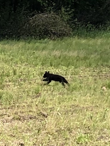American Black Bear from CTH-ET, Tomah, WI, US on June 12, 2020 at 02: ...