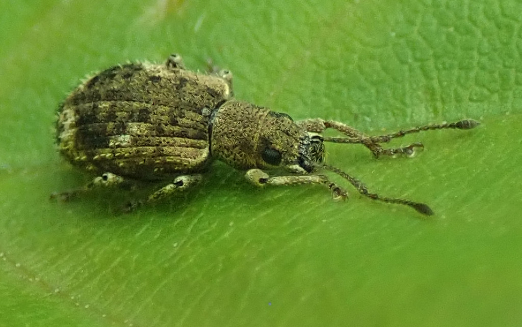 Peach Root Weevil from Rockville, MD, USA on June 11, 2020 by Jane ...