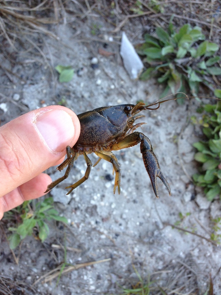 Everglades Crayfish from Commercial Way, Weeki Wachee, FL, US on ...