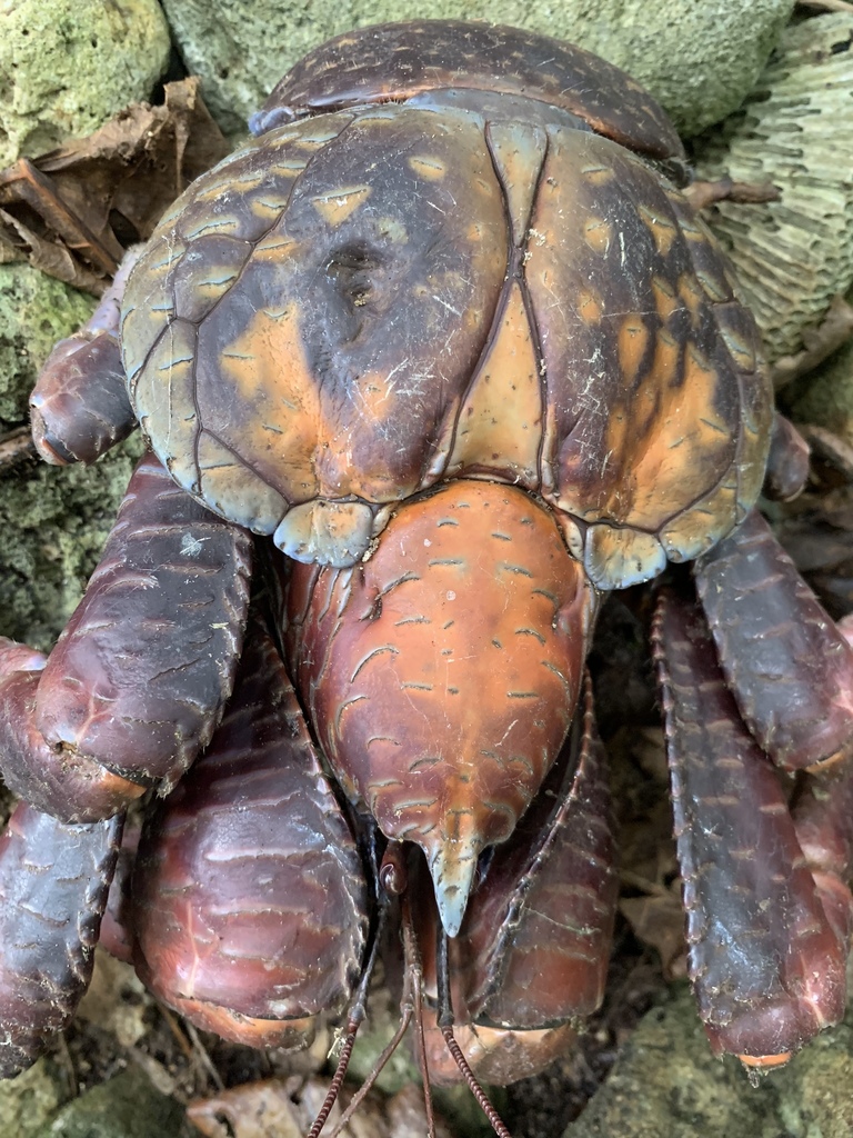 Coconut Crab in February 2019 by Hallie Dálaigh · iNaturalist