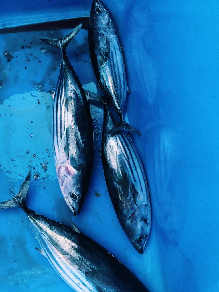 Skipjack Tuna from Route 020, Ofu, AS, AS on December 21, 2018 at 09:54 ...