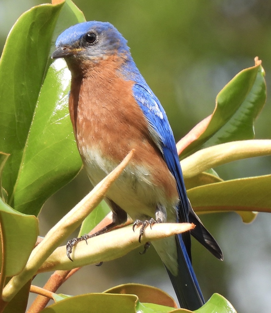Eastern Bluebird from Clay St, Raleigh, NC, US on June 06, 2020 at 04: ...