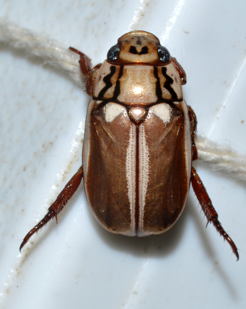 Anoplognathus abnormis from Danbulla QLD 4872, Australia on January 05 ...