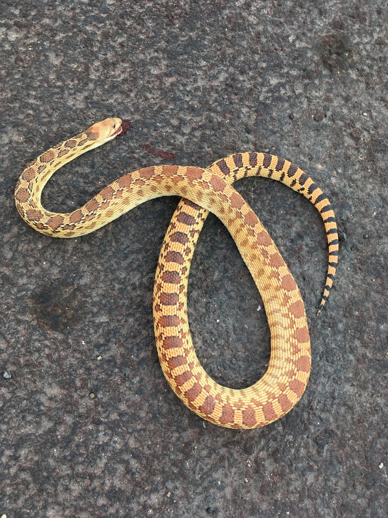 Great Basin Gopher Snake from Zion National Park, Springdale, UT, US on ...