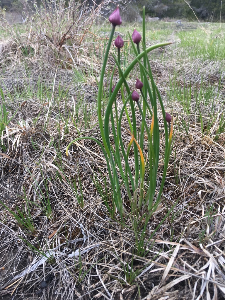 Wild Chives from Rocky Trail, , ON, CA on May 16, 2017 at 11:29 AM by ...