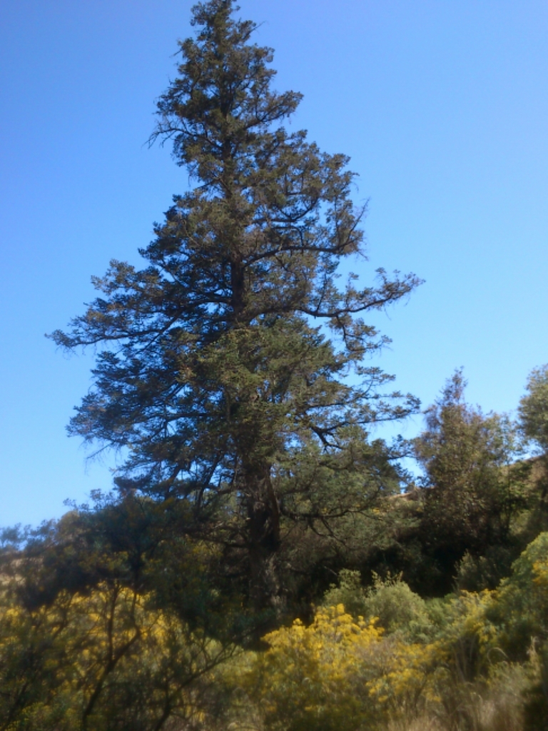 sacred fir in May 2017 by Alfredo Hernández · iNaturalist