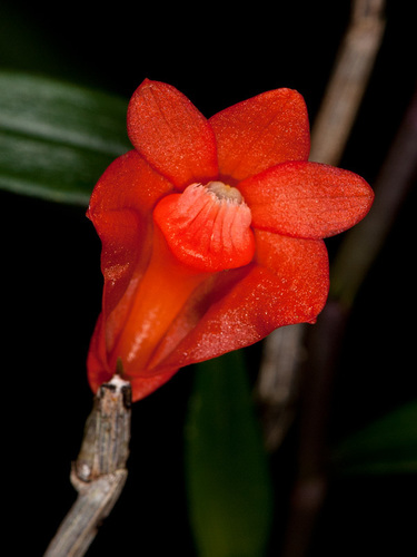 Dendrobium oreodoxa · iNaturalist