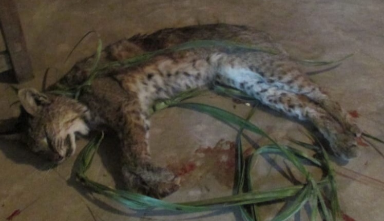 Lince Americano en marzo 2018 por Lilia Salazar-Marcial. Id por ...