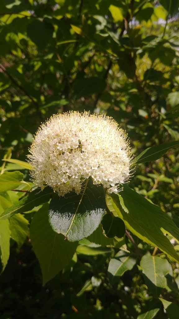 northern wild raisin from Thomas, WV 26292, USA on June 12, 2020 at 02: ...