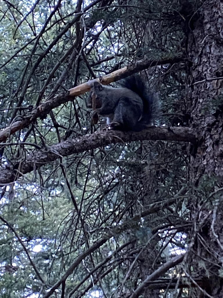 Southwestern Red Squirrel from San Juan National Forest, Pagosa Springs ...