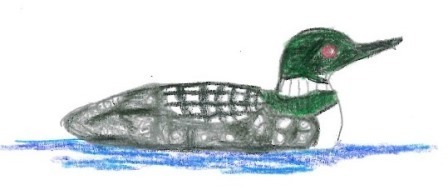 Common Loon (Book of Birds) · iNaturalist Mexico