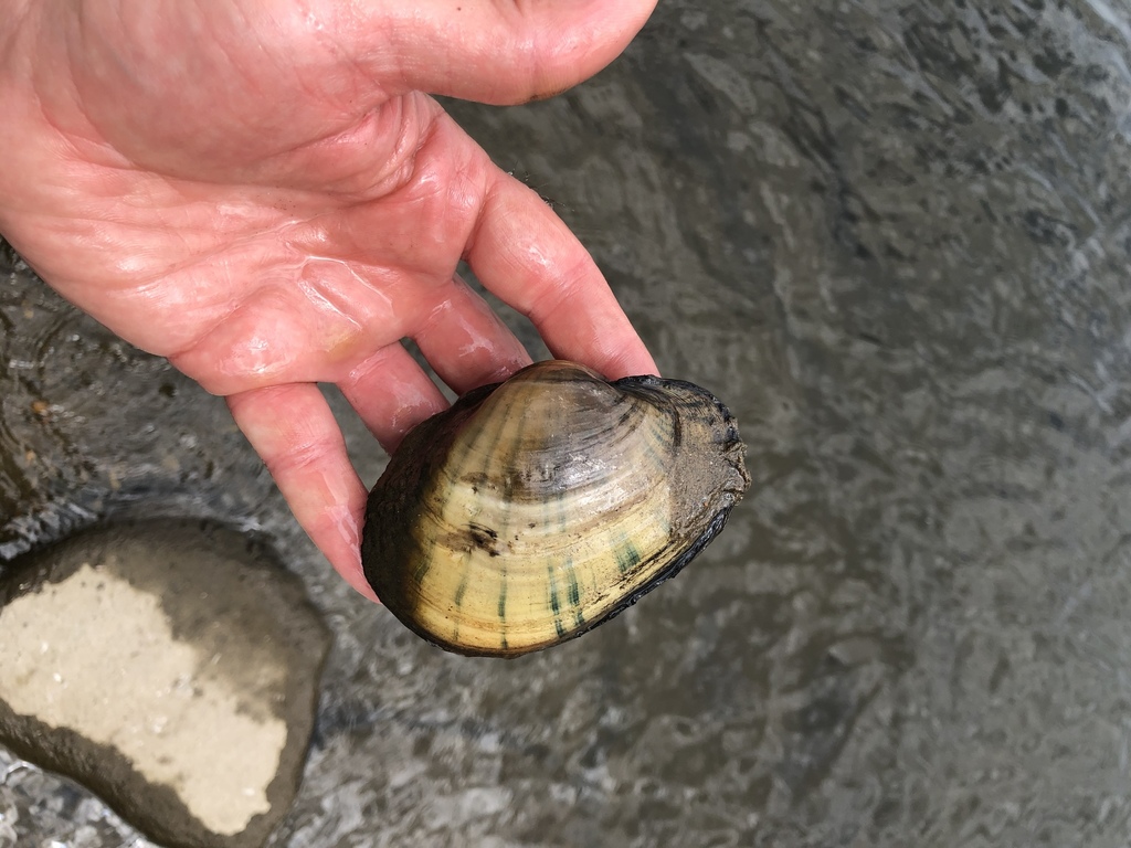 Plain Pocketbook from Mississippi River, Brooklyn Center, MN, US on ...