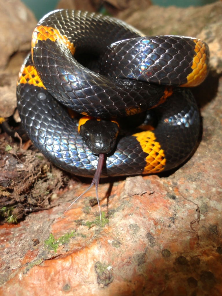 Terrestrial Snail Sucker from Huehuetla Pue. on May 16, 2014 at 09:24 ...
