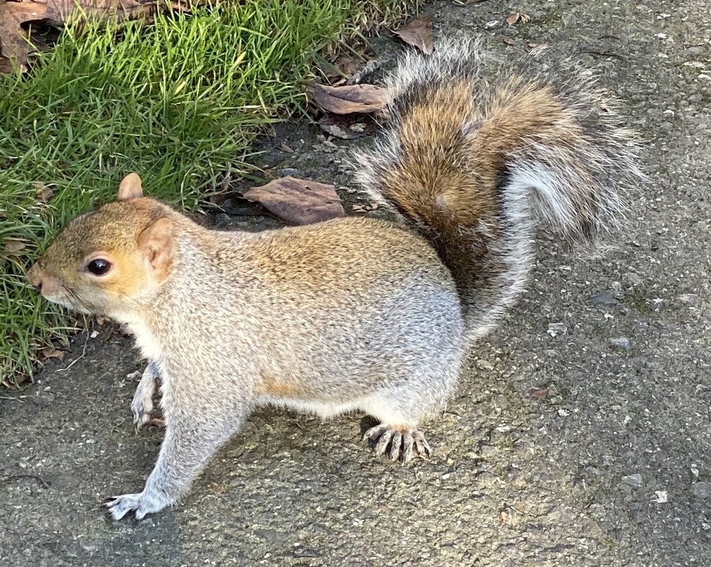 Eastern Gray Squirrel from Colorado Ave, 圣塔莫尼卡, CA, US on June 13, 2020 ...