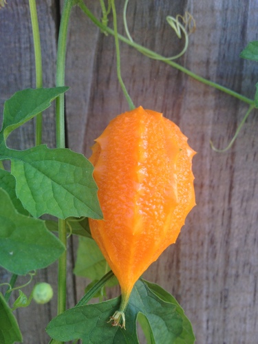 Balsam Apple (SPC Florida Plants ) · iNaturalist