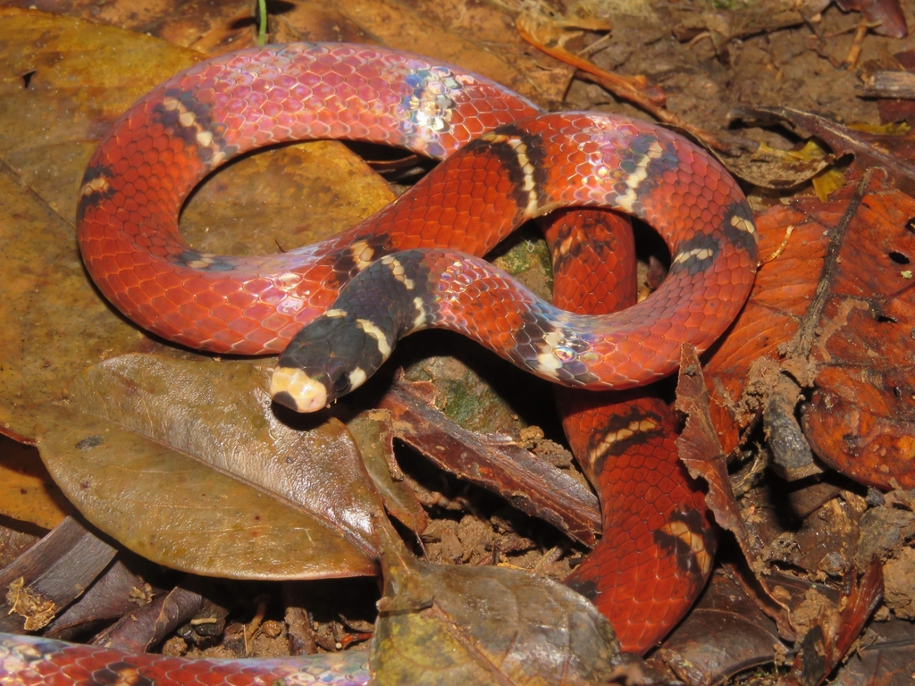 Banded Centipede Snake from Chucanti Private Nature Reserve on April 11 ...