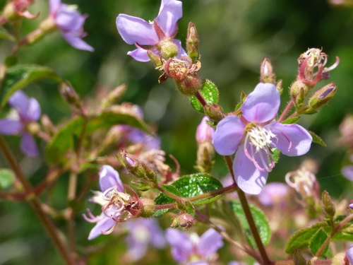 Genus Ernestia · iNaturalist