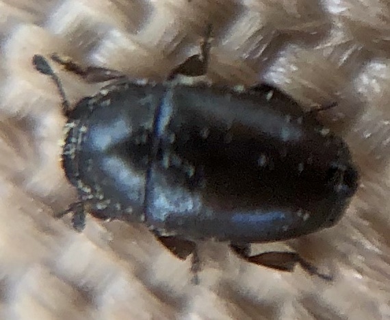 Common Pollen Beetle from Lauterborn, Echternach, Grevenmacher, LU on ...