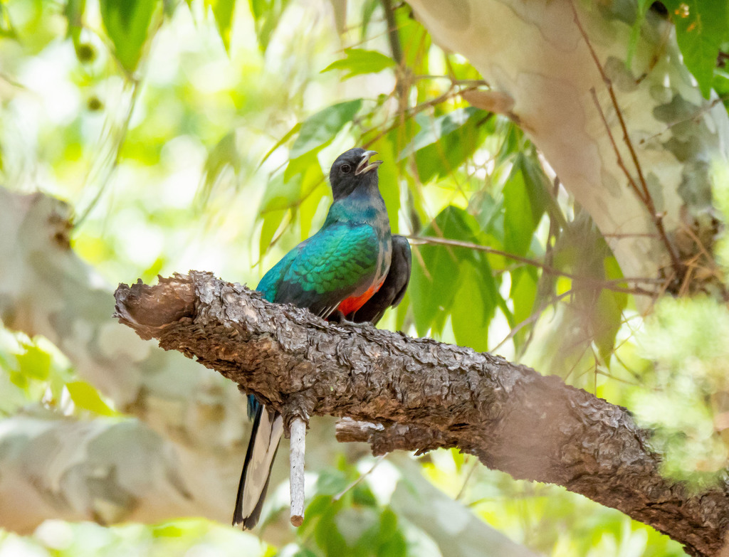 Eared Quetzal from Cochise County, AZ, USA on June 13, 2020 at 12:41 PM ...