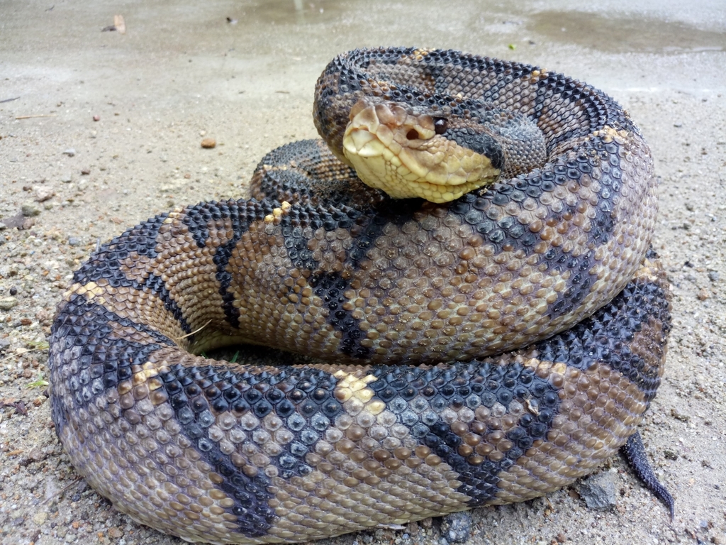 Central American Bushmaster from El Valle de Antón on November 07, 2017 ...