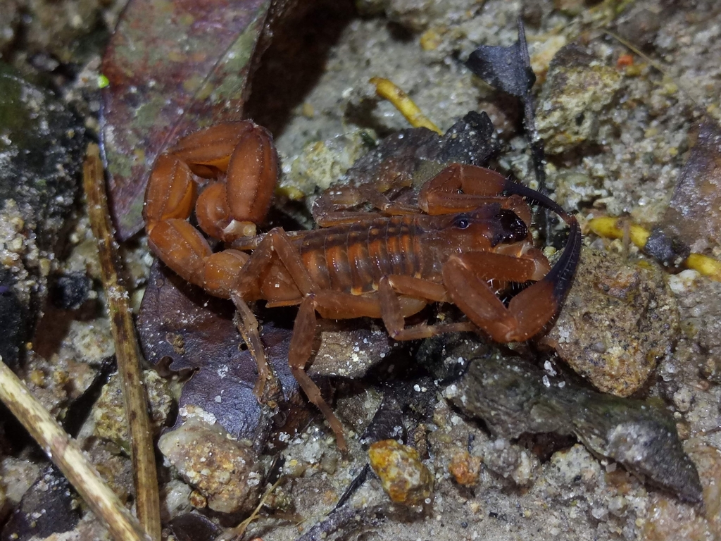 Tityus cerroazul from El Valle de Antón on June 20, 2018 at 08:10 PM by ...