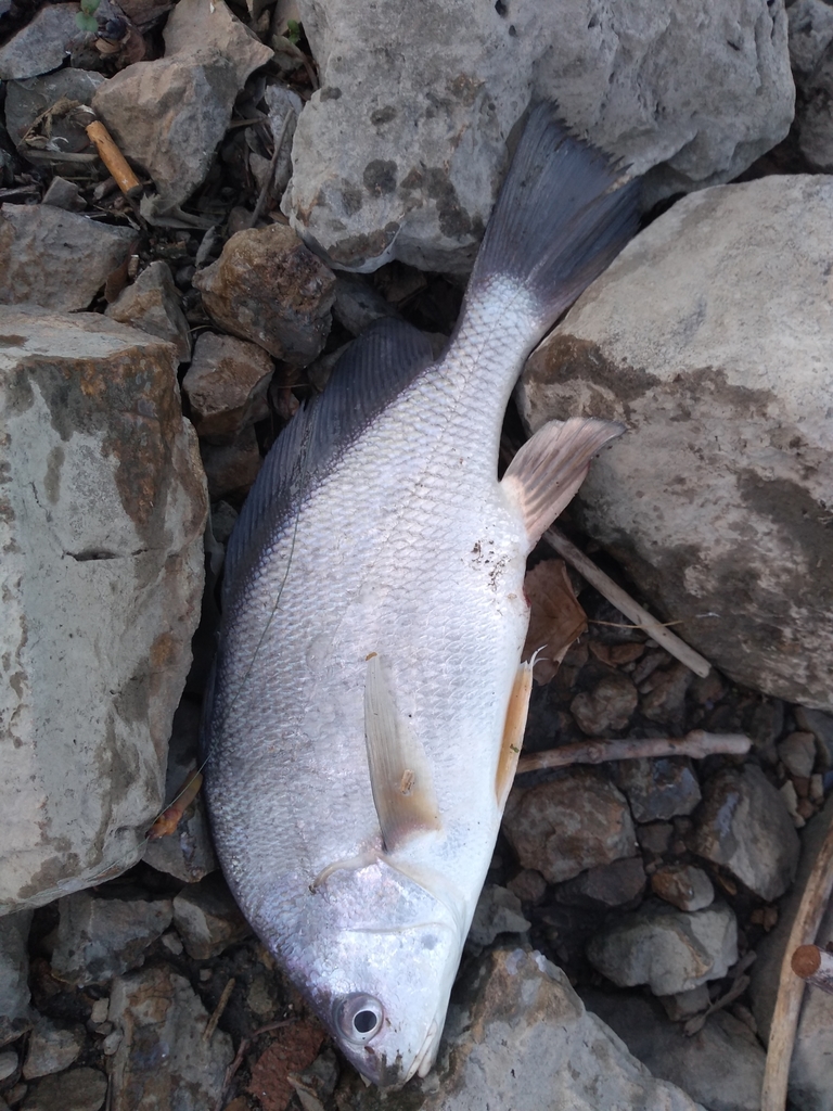 Freshwater Drum from South St Paul, MN 55075, USA on June 13, 2020 at ...