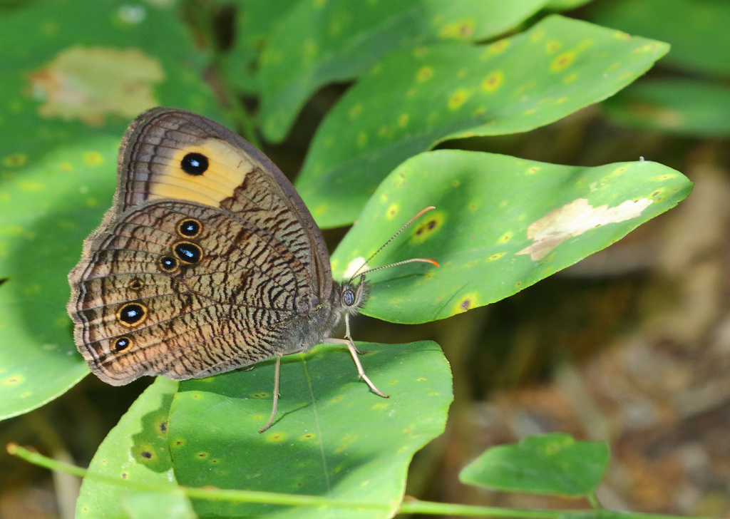 Common Wood-Nymph from Pickens County, AL, USA on June 13, 2020 at 01: ...