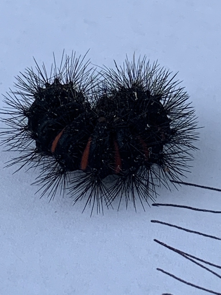 Giant Leopard Moth from Misty Trail, Fort Worth, TX, US on June 13 ...