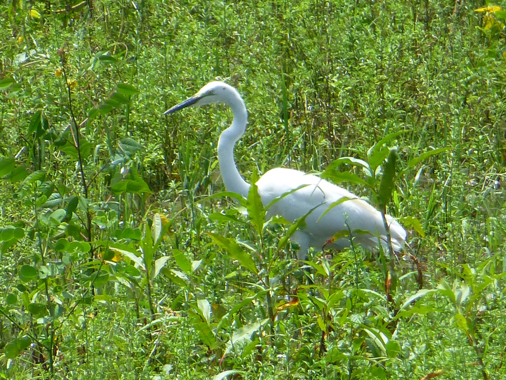 Great Egret from Tsingoni, Mayotte on January 28, 2018 at 10:34 AM by ...