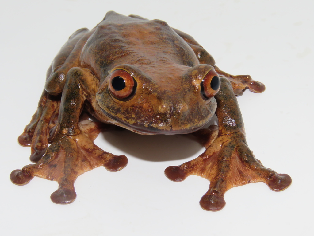 Heredia Fringe-limbed Tree Frog in July 2019 by Makario González-Pinzón ...