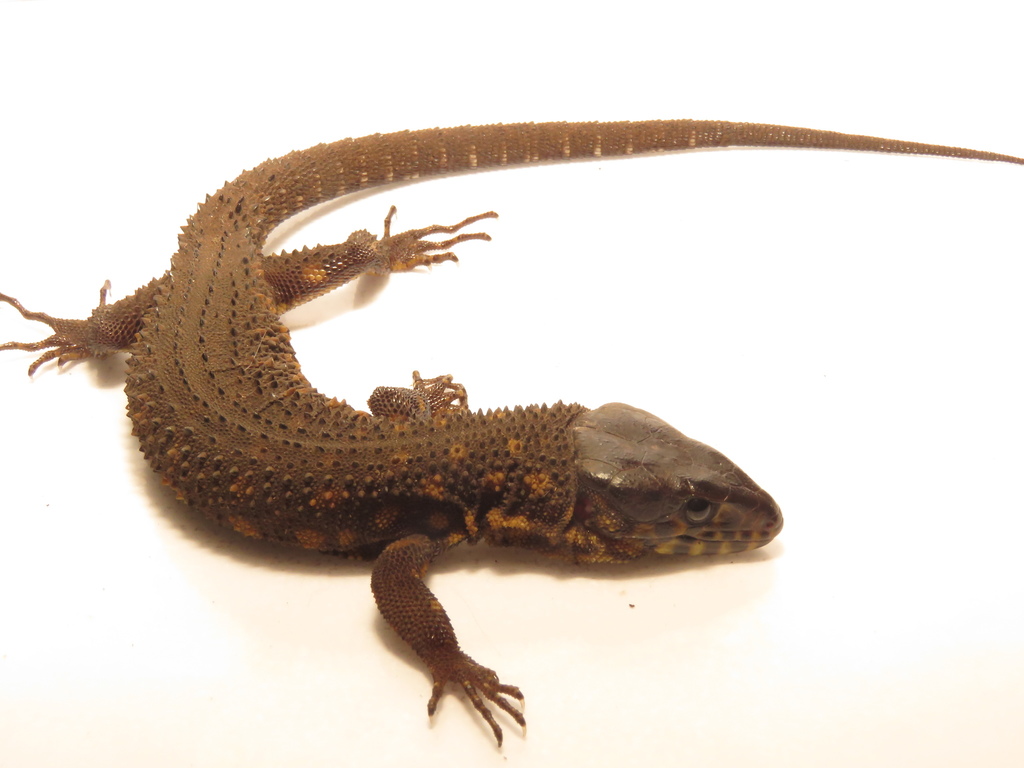 Yellow-spotted Night Lizard from Chagres, Panamá on May 16, 2019 by ...