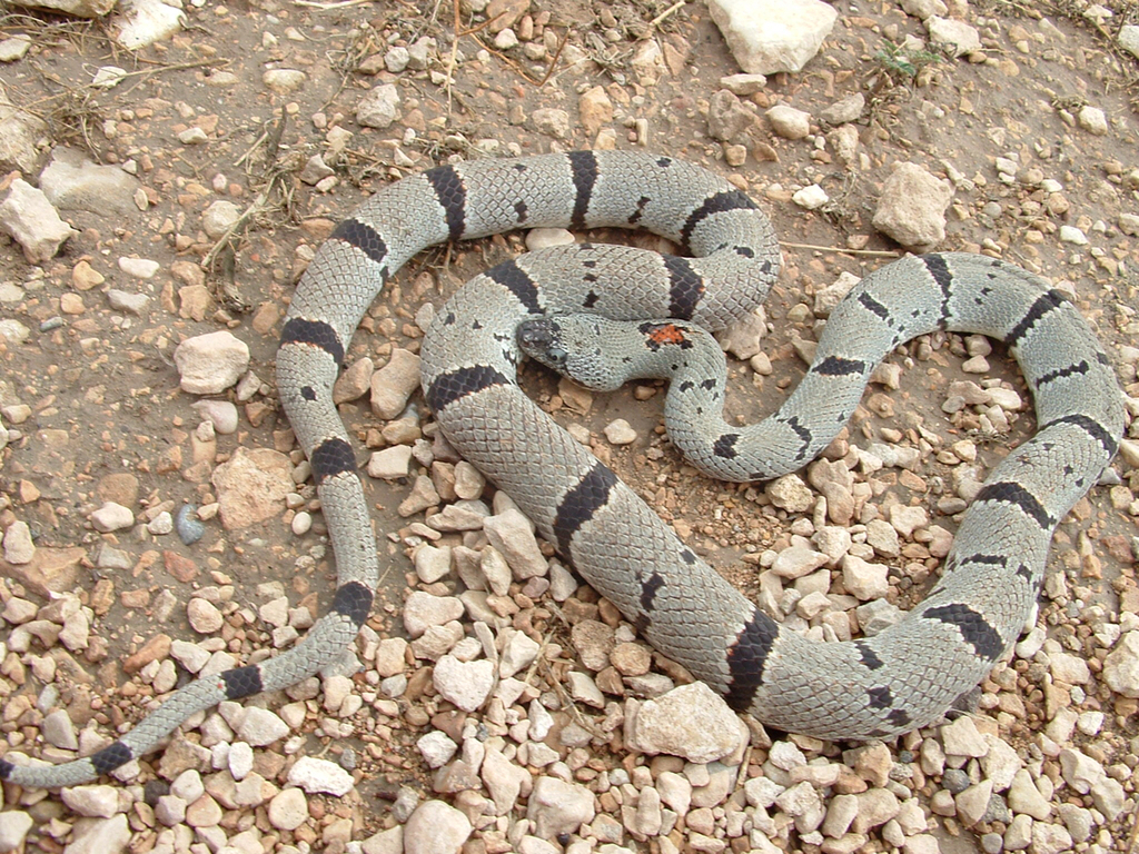 Gray-banded Kingsnake from 927–937 FM 1217, Dryden, TX, US on June 14 ...