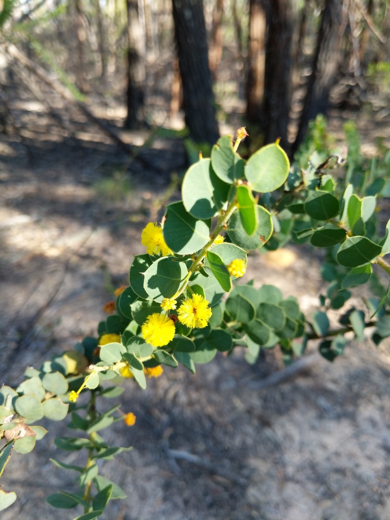 Round-leaved Wattle from Mid-Western Regional - Pt A, AU-NS, AU on June ...