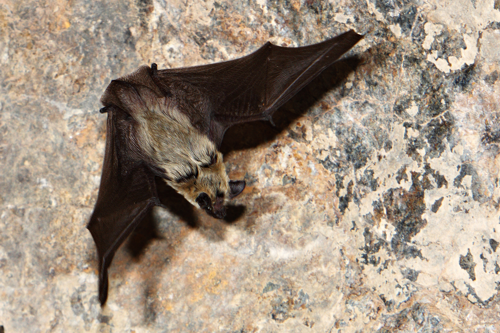 Arizona Myotis (Mammals of Texas) · iNaturalist Mexico