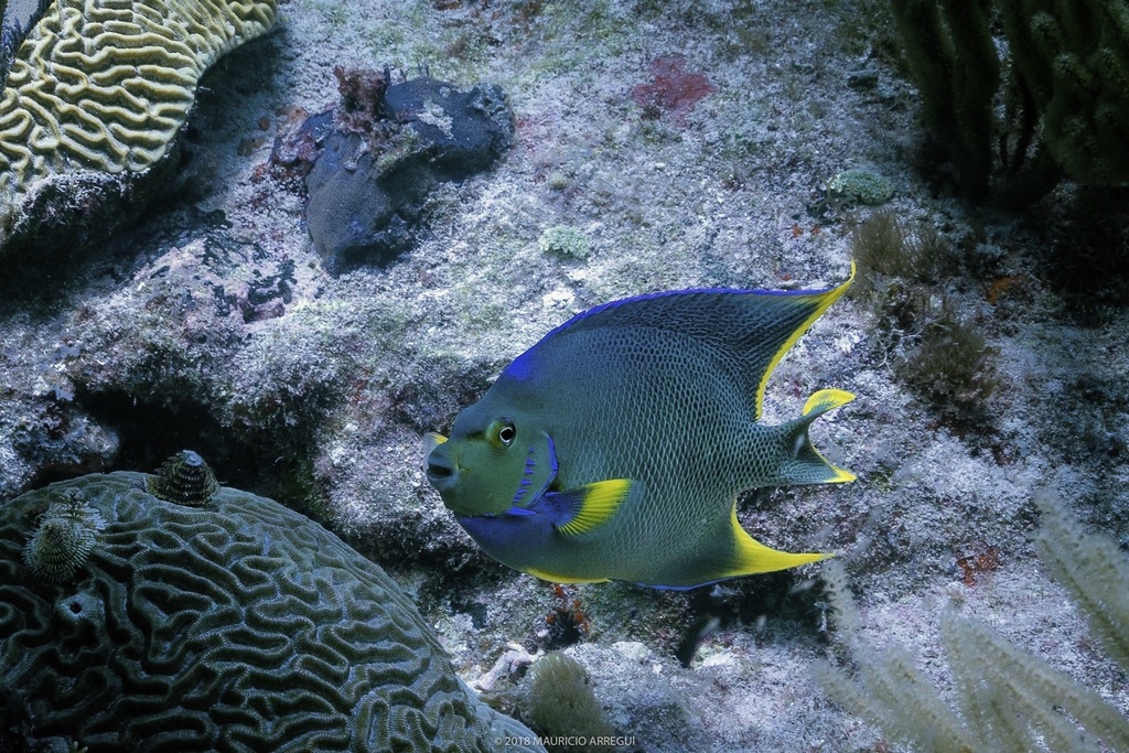 Townsend Angelfish from Gulf of Mexico, MX on November 14, 2018 at 03: ...