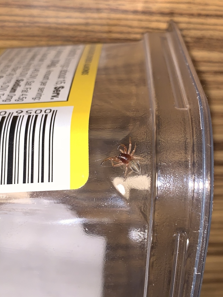 Trachelid Spiders from Tilia St, Davis, CA, US on June 13, 2020 at 11: ...