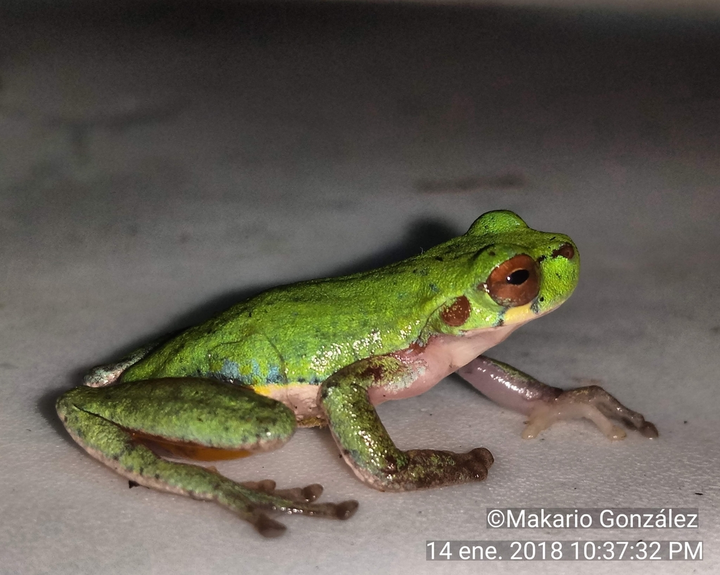 Isla Bonita Tree Frog in January 2018 by Makario González-Pinzón ...
