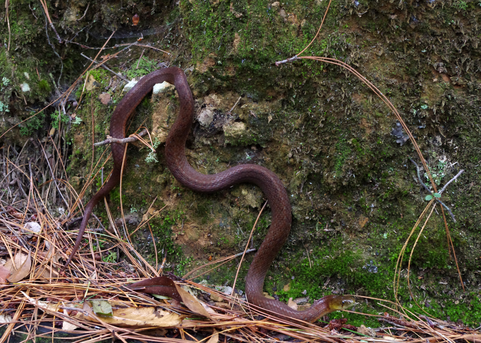Leonard's Keelback from Weibaoshan, Yunnan, China on July 12, 2012 by ...